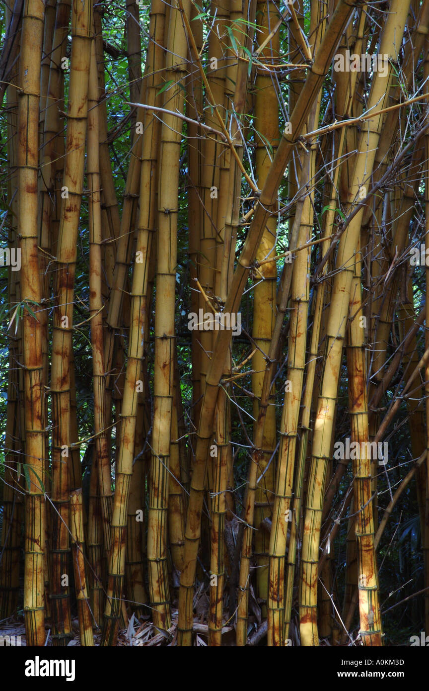 Brown yellow Bamboo Vitatta scientific name Bambusa Vulgaris ...