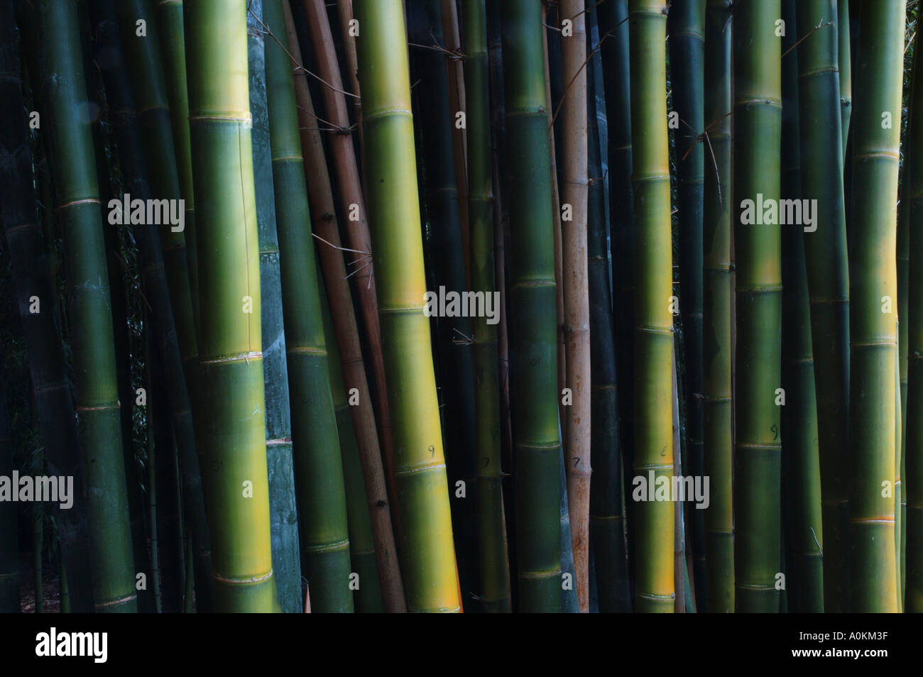 Bamboo Bambusa oldhamii numbered for harvesting Queensland Australia ...