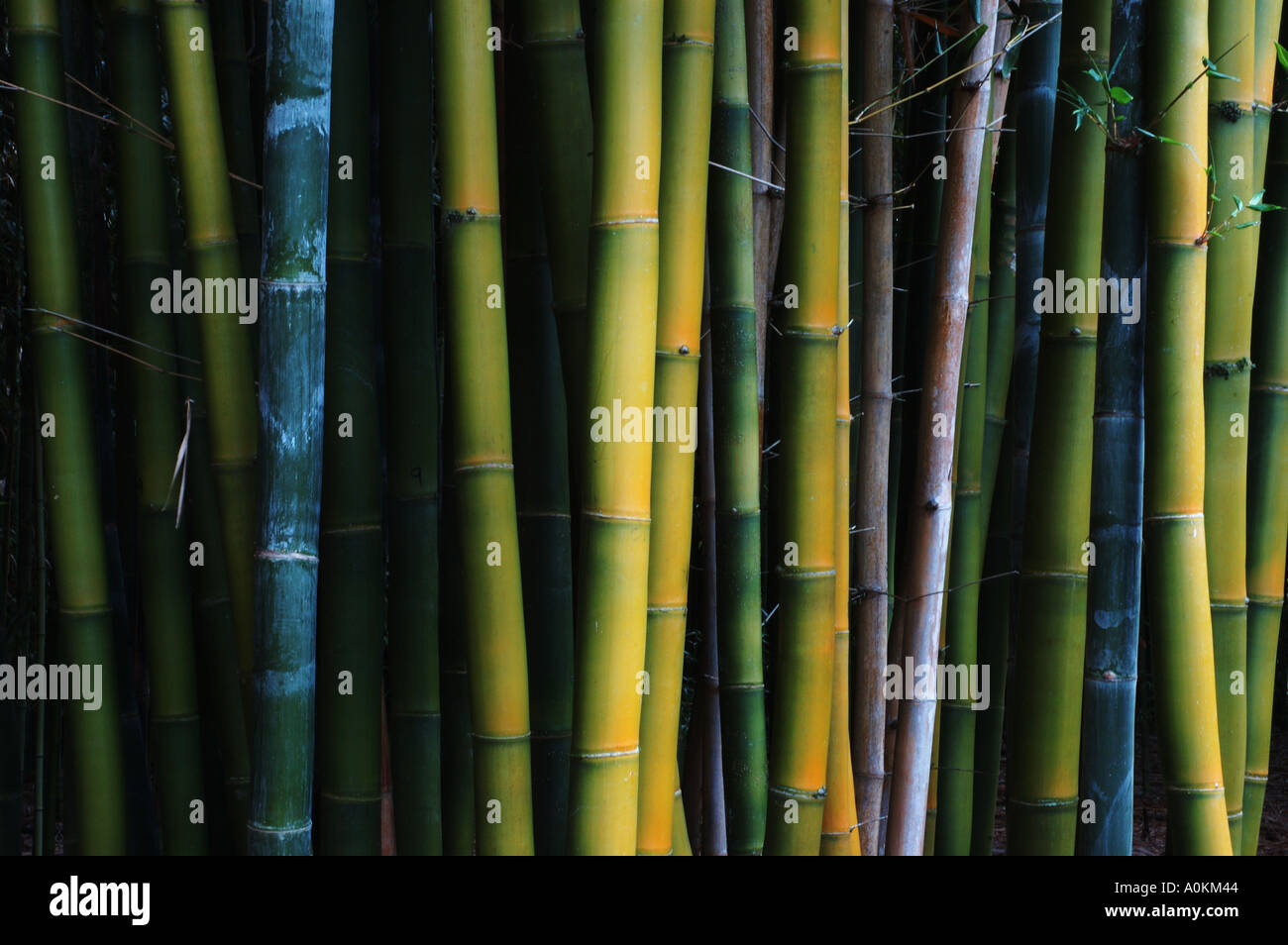 Bamboo Bambusa oldhamii numbered for harvesting Queensland Australia ...