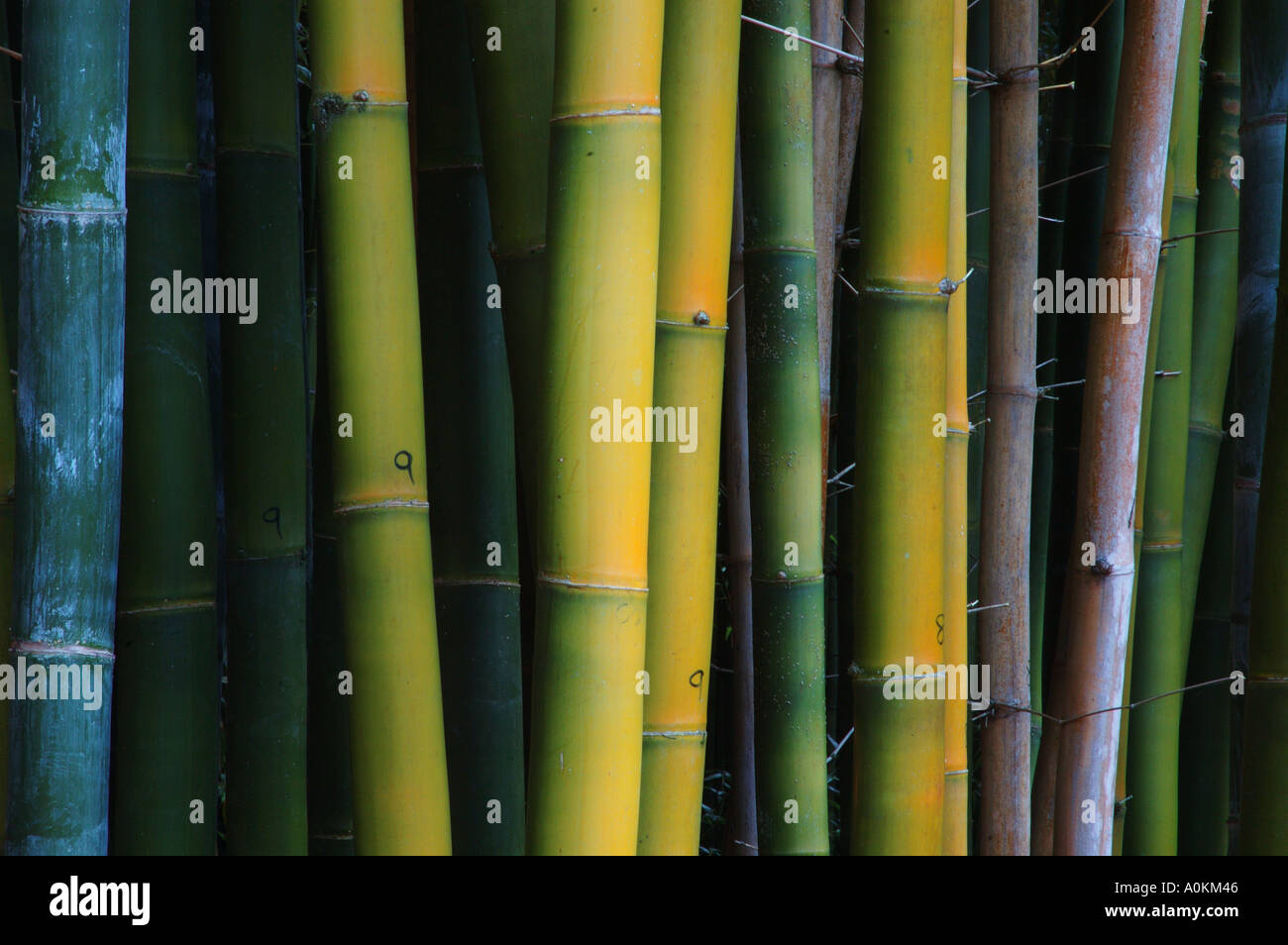 Bamboo Bambusa oldhamii numbered for harvesting Queensland Australia ...