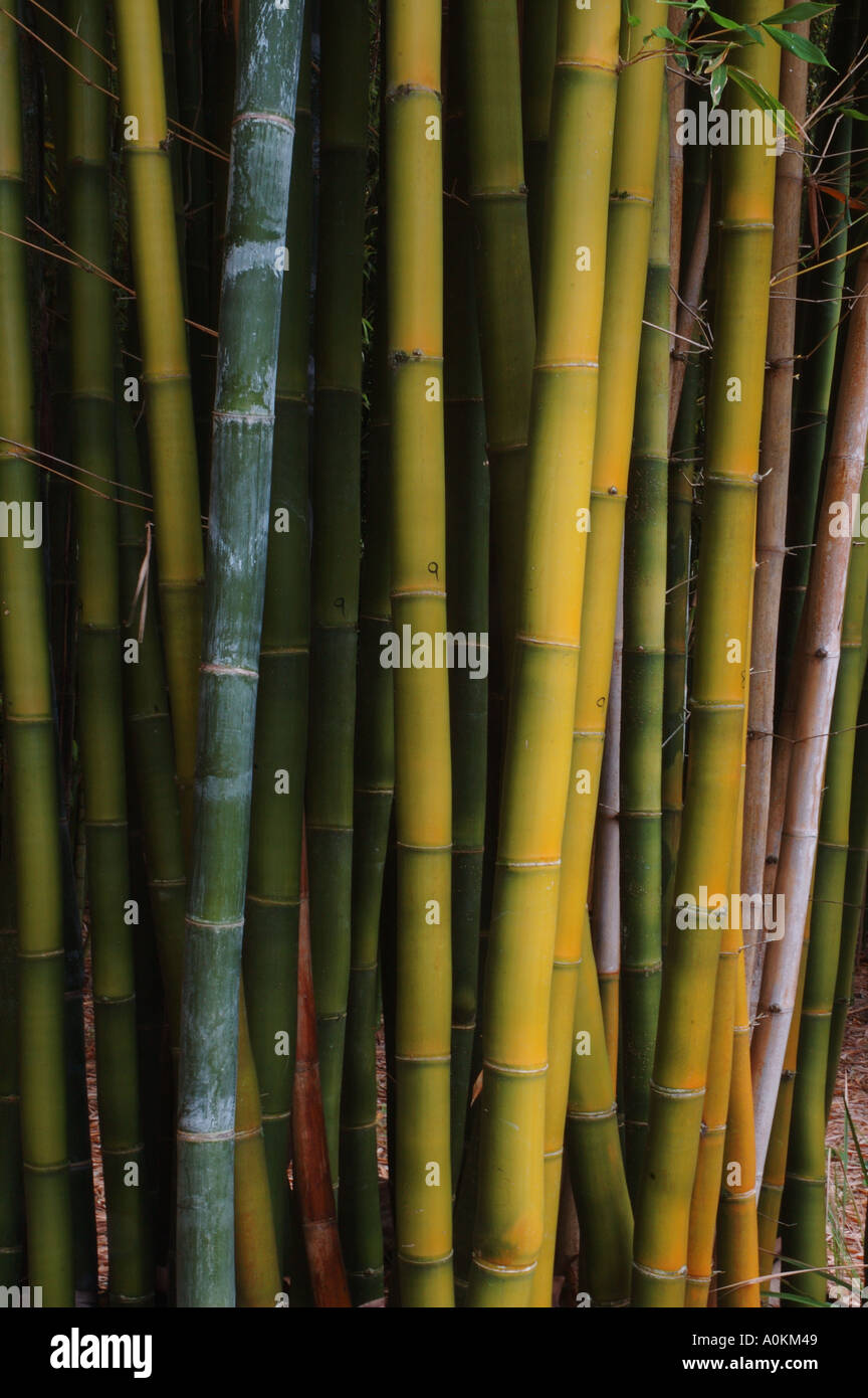 Bamboo Bambusa oldhamii numbered for harvesting Queensland Australia ...