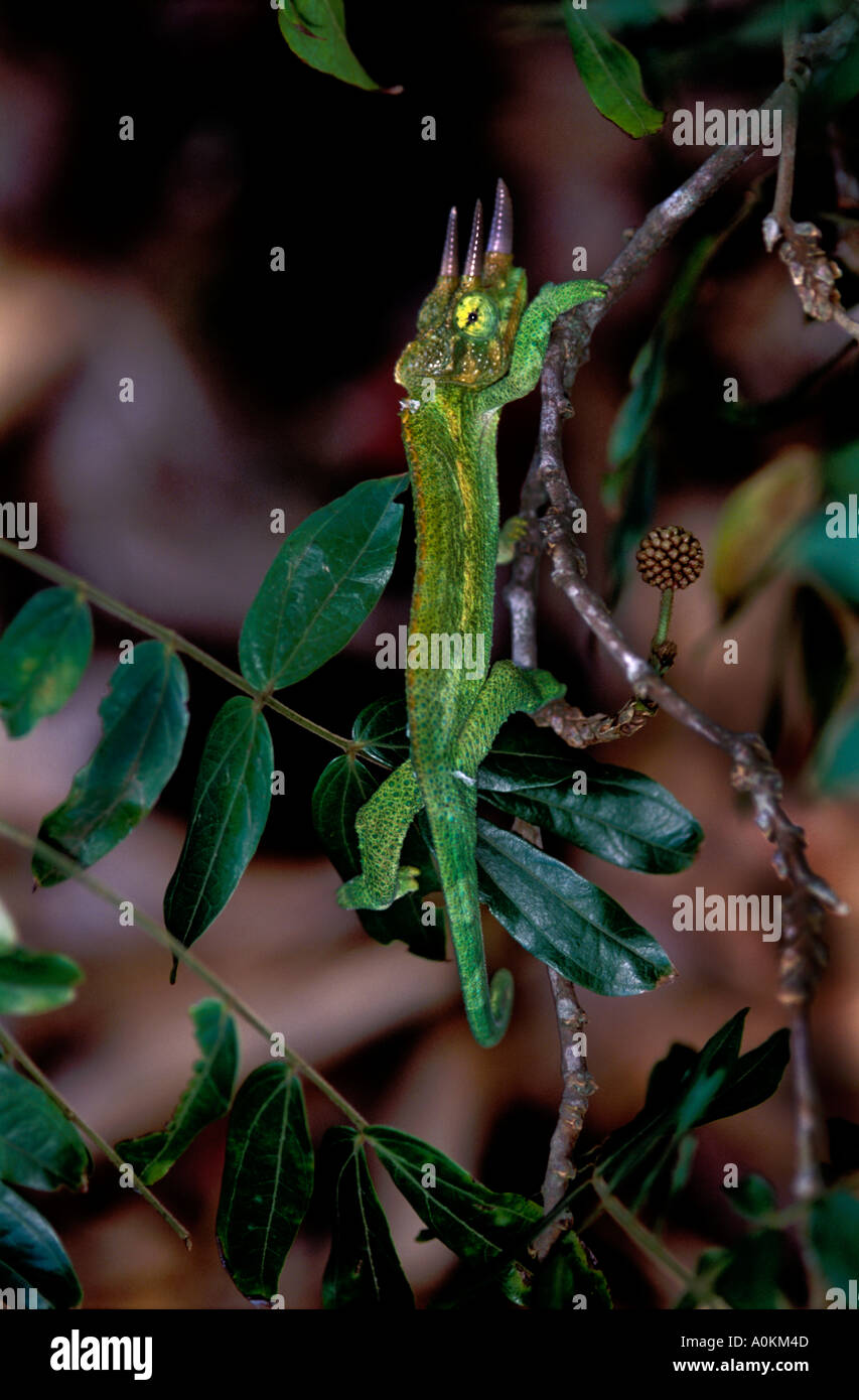 Maui lizard hi-res stock photography and images - Alamy