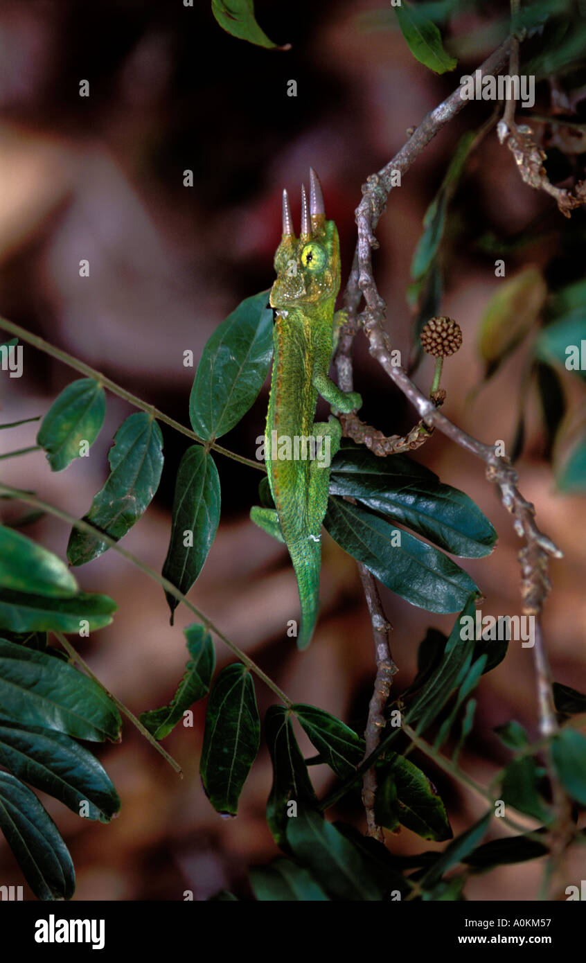Horn lizard hi-res stock photography and images - Alamy