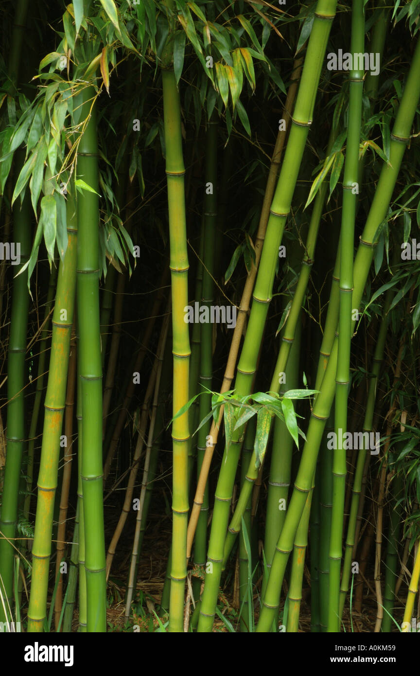 Bamboo Moso Scientific Name Phyllostachys Pubescens growing Queensland ...