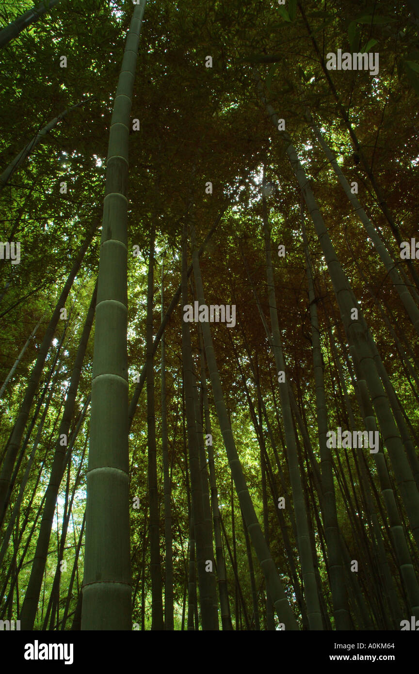 Bamboo Moso Scientific Name Phyllostachys Pubescens growing Queensland ...