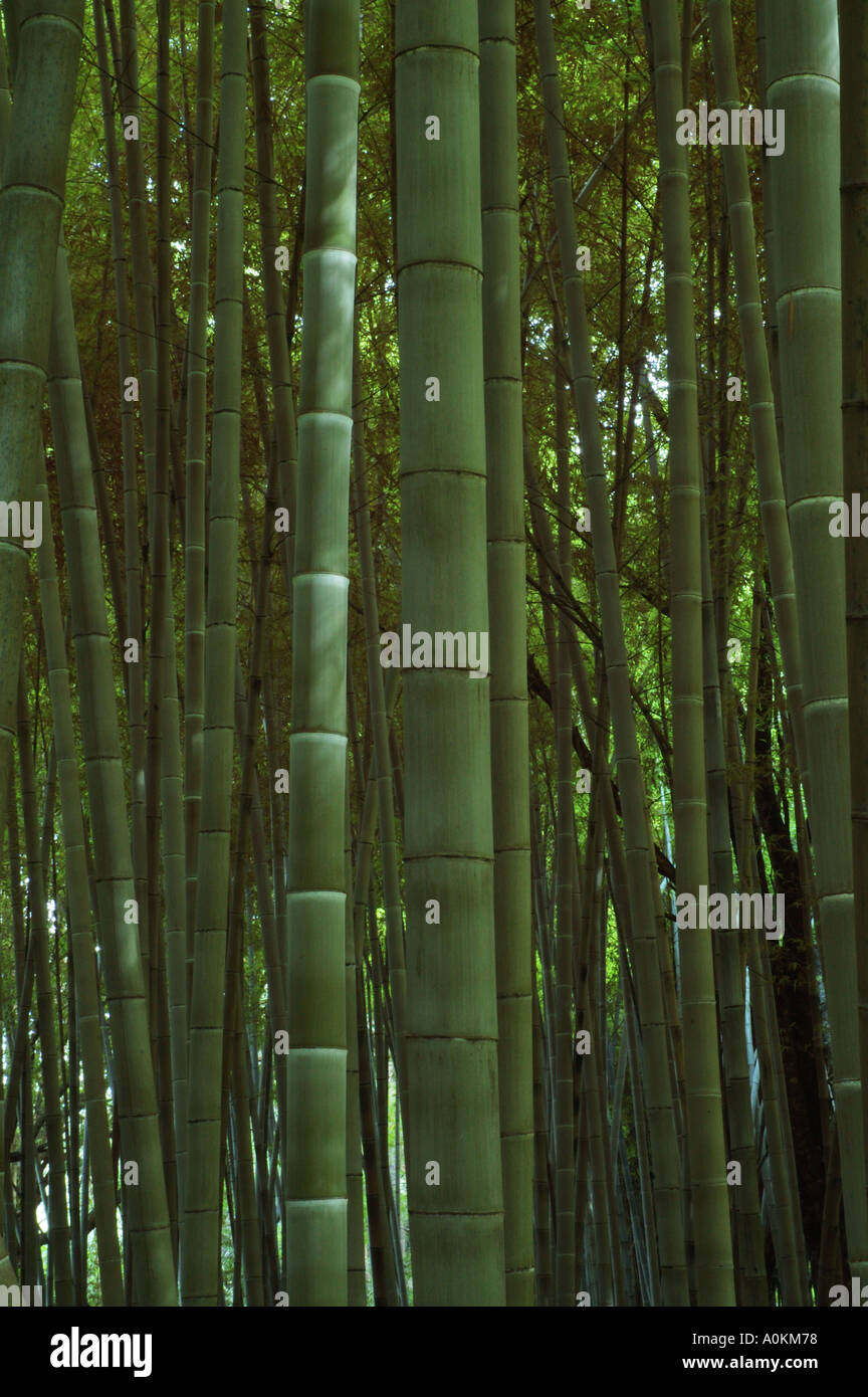 Bamboo Moso Scientific Name Phyllostachys Pubescens growing Queensland ...