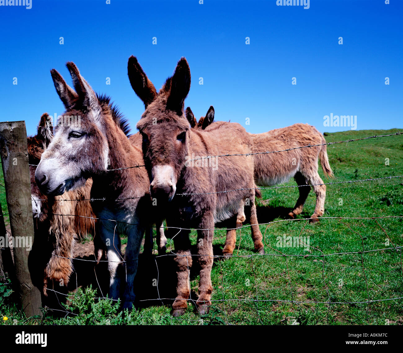 Donkey county donegal hi-res stock photography and images - Alamy