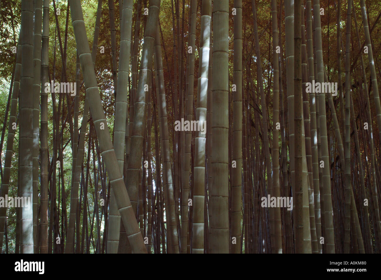 Bamboo Moso Scientific Name Phyllostachys Pubescens growing Queensland ...