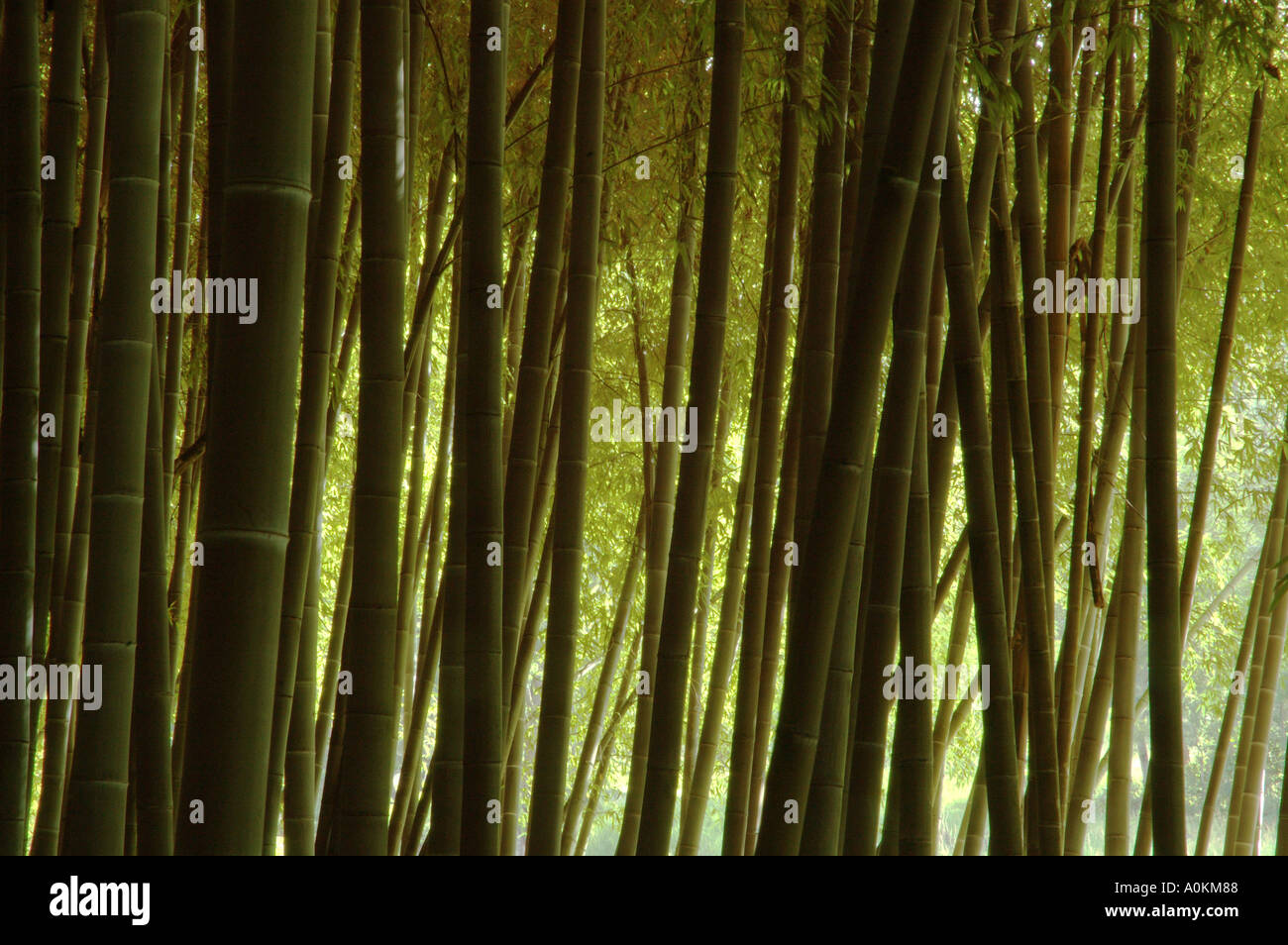 Bamboo Moso Scientific Name Phyllostachys Pubescens growing Queensland ...