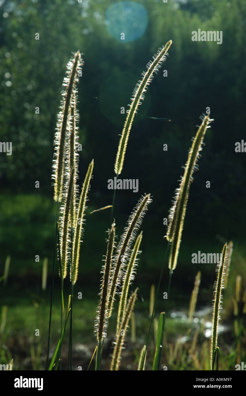 Grass seed heads hi-res stock photography and images - Alamy