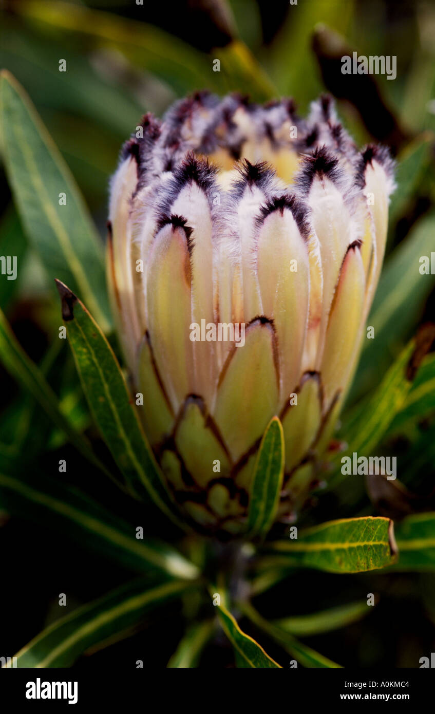 Protea flower maui hawaii hi-res stock photography and images - Alamy
