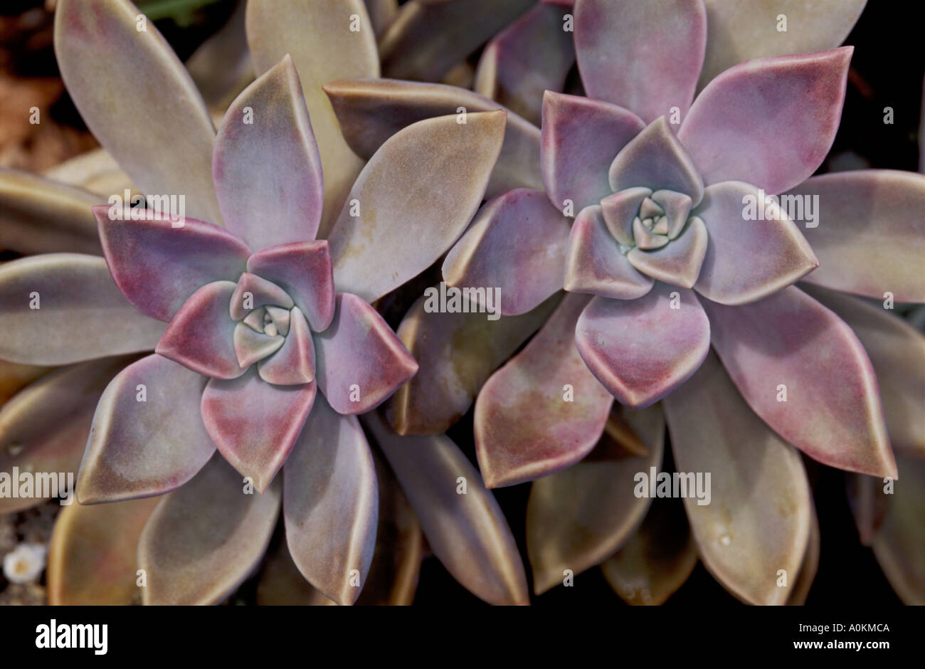 Ghost plant graptopetalum paraguayense hi-res stock photography and ...