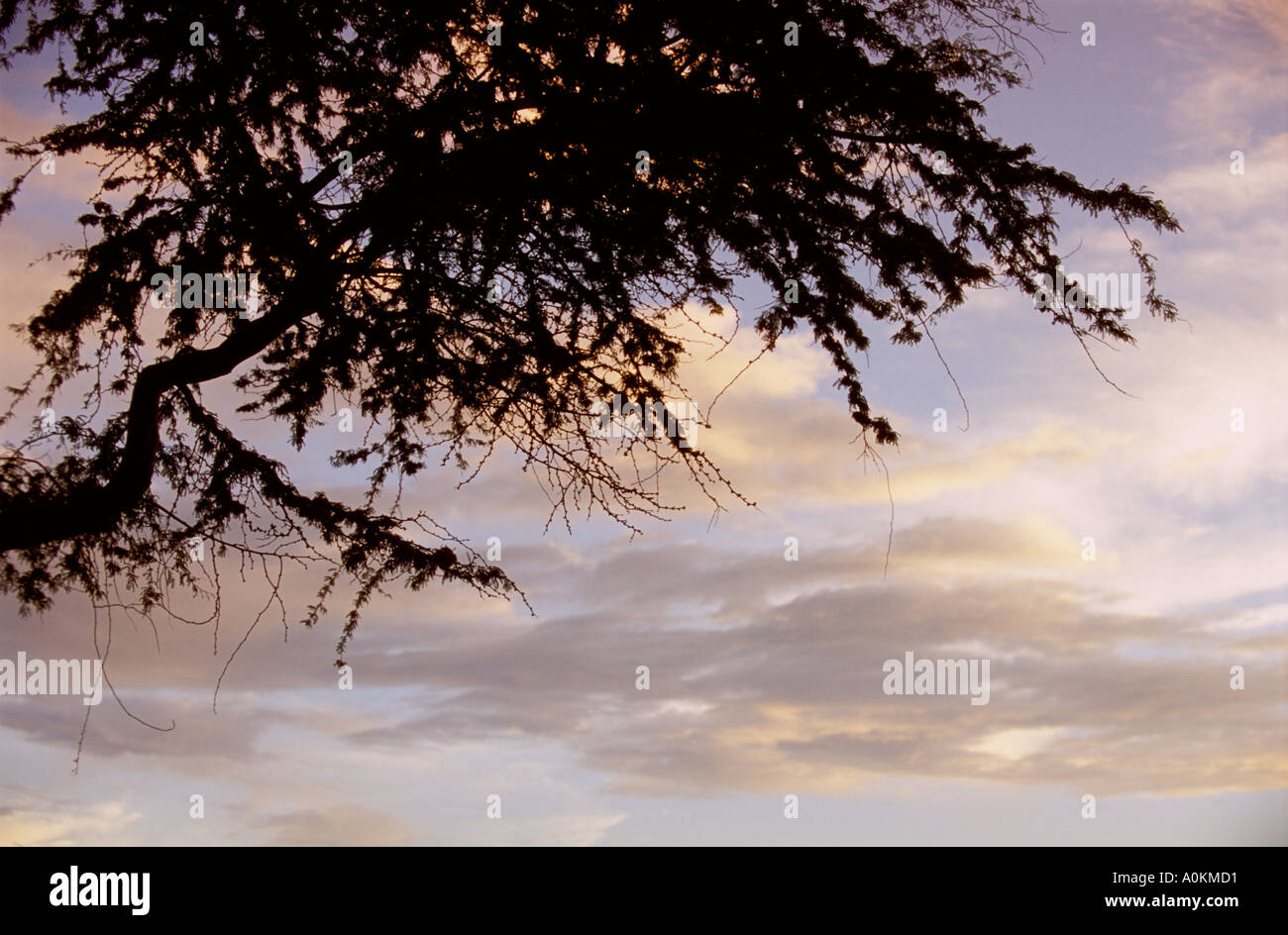 Overhanging Limb High Resolution Stock Photography and Images - Alamy