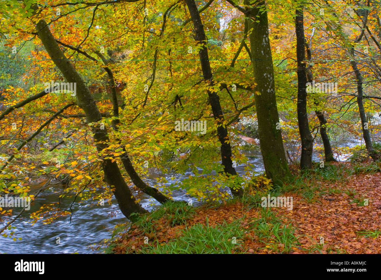 Autumn colours of riverside beech foliage at the Bridge of Feugh ...