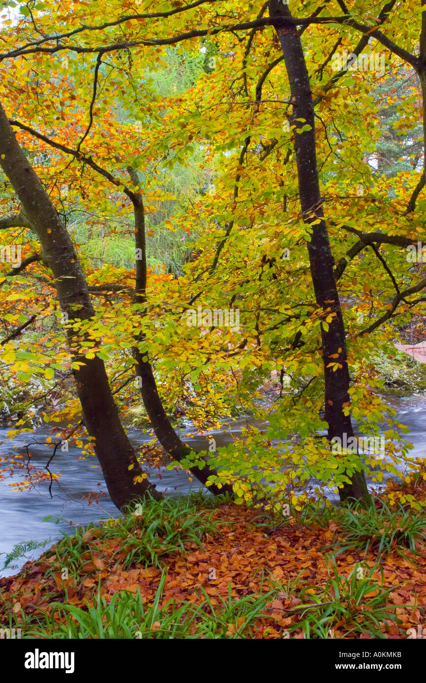 Autumn colours of riverside beech foliage at the Bridge of Feugh ...
