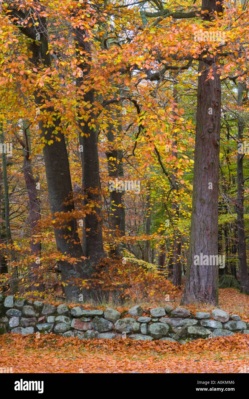 Autumn colours of riverside beech foliage at the Bridge of Feugh ...