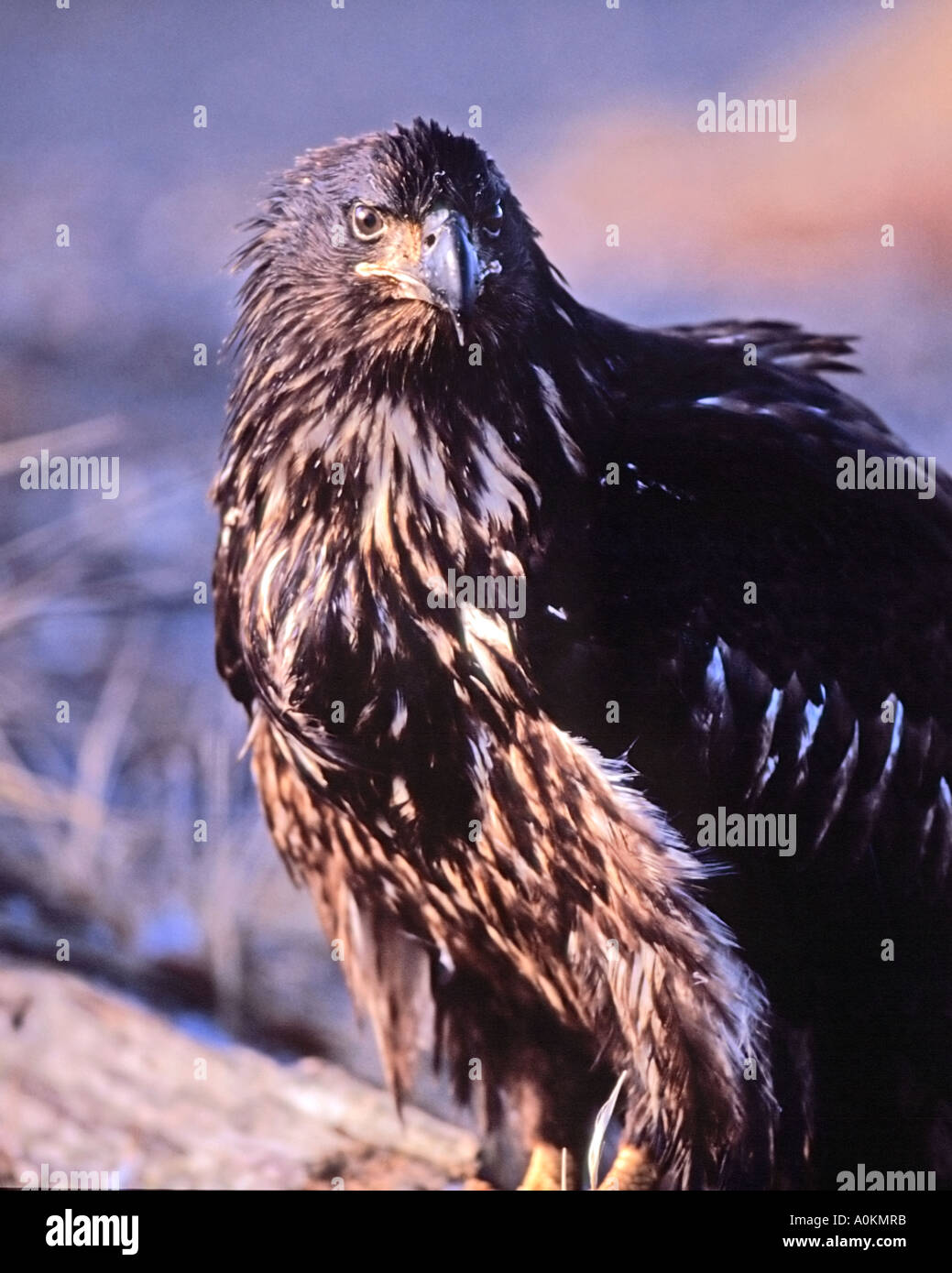 First year eagle hi-res stock photography and images - Alamy