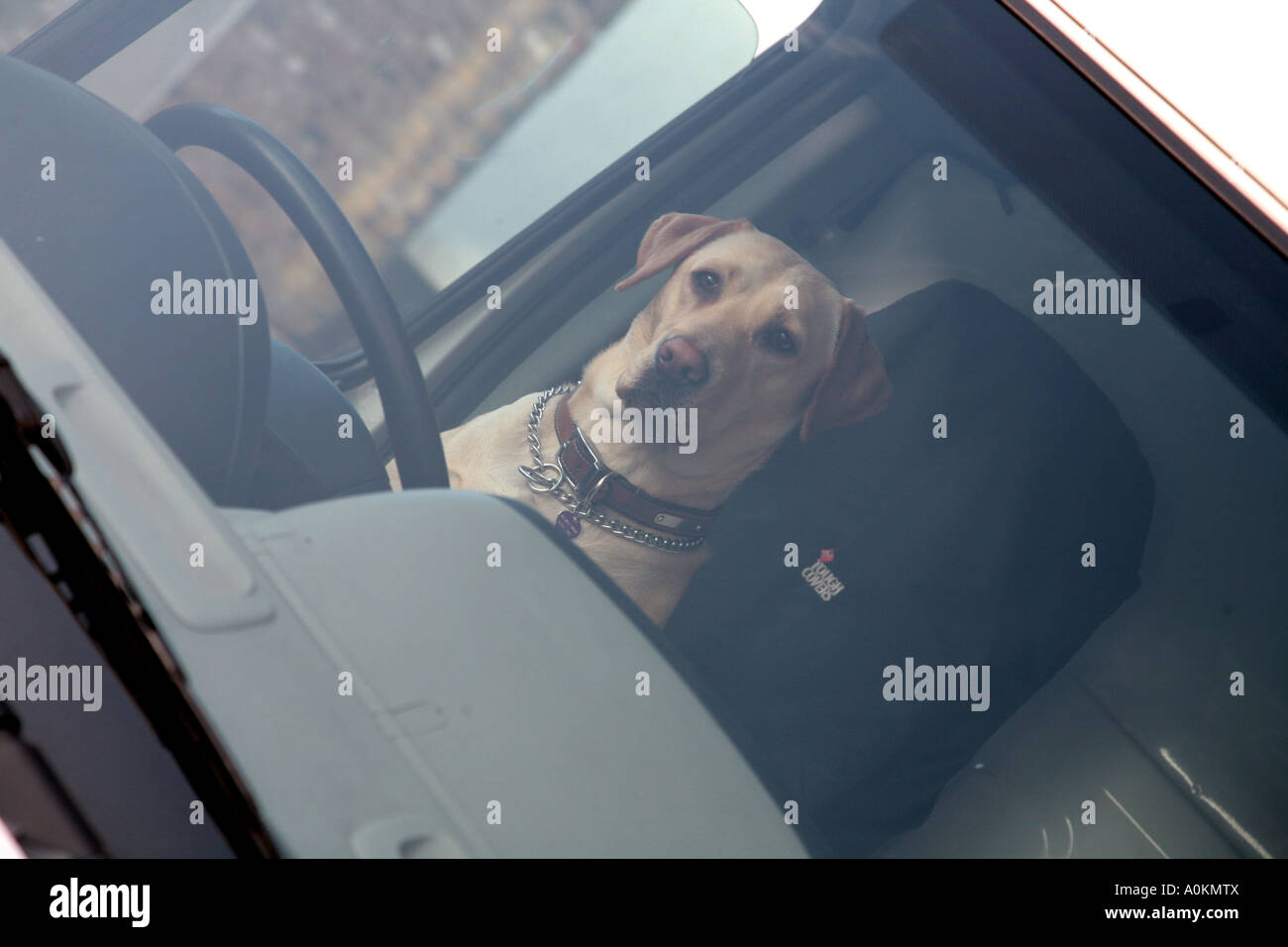 dog waiting in van Stock Photo - Alamy