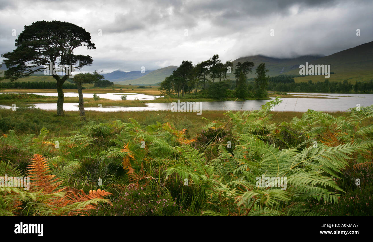 Scotland scottish highlands fern ferns green hi-res stock photography ...