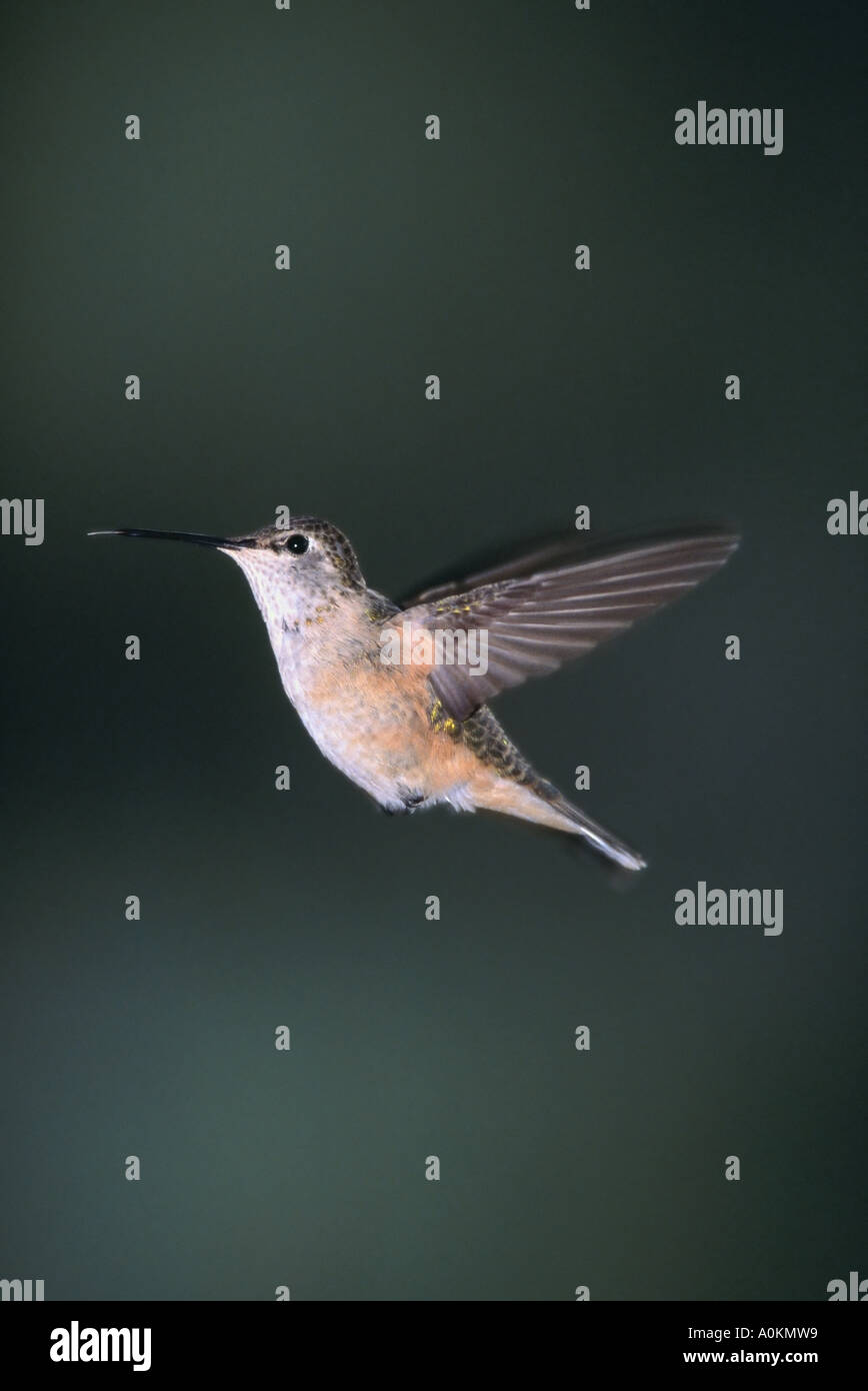 Female Rufus Hummingbird in flight Flagstaff Arizona Stock Photo - Alamy