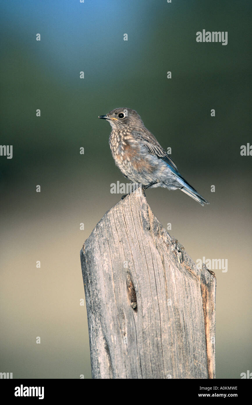 Bluebird family hi-res stock photography and images - Alamy