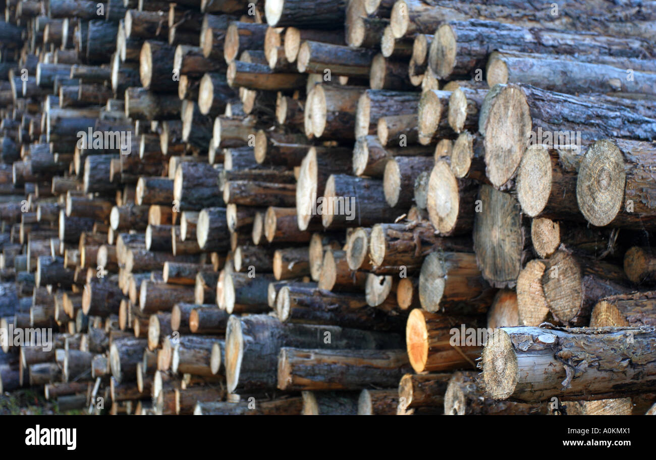 Landscape format image of a log pile extending into the distance Stock ...