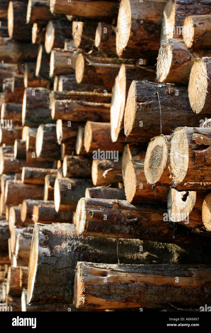 Portrait image of a log pile extending into the distance Stock Photo ...
