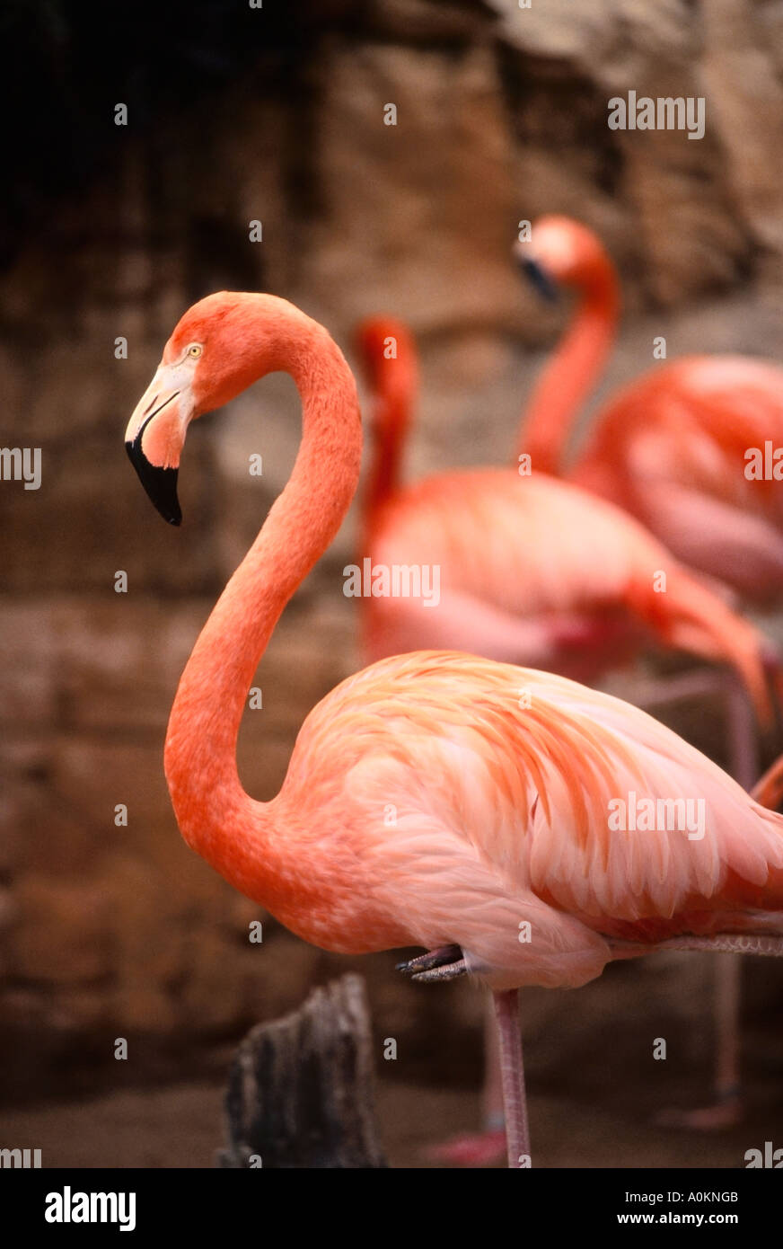Caribbean Flamingo american subspecies standing on one leg at the San ...