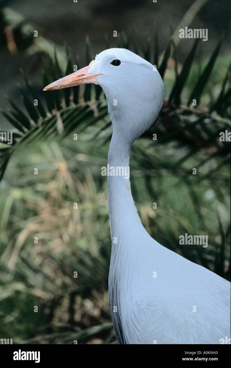 The Blue Crane is the South African national bird This captive female ...