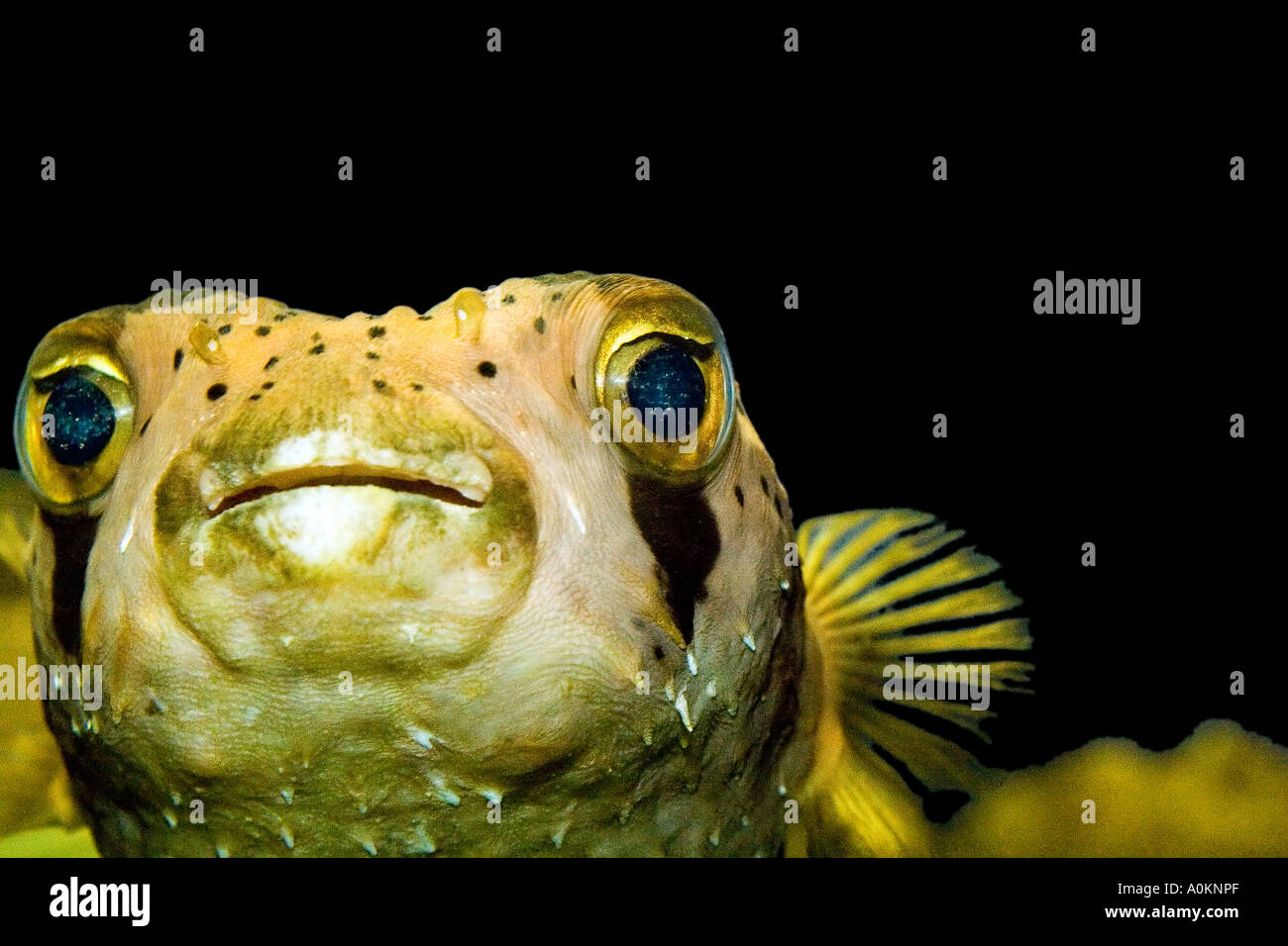 Diodon holocanthus Balloonfish Stock Photo - Alamy