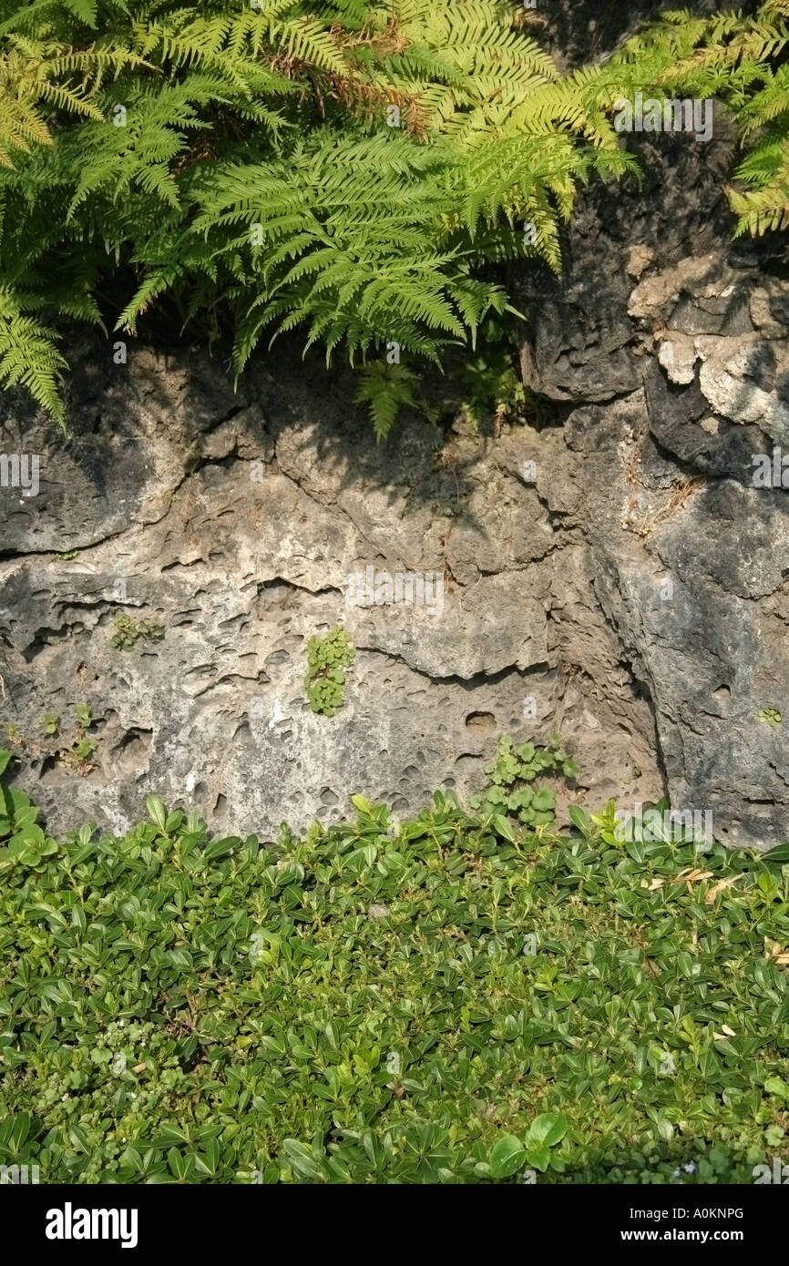 Fern garden wall Stock Photo - Alamy