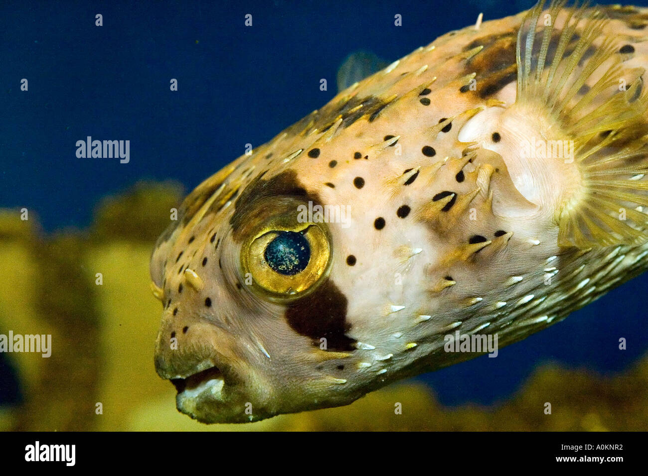 Diodon holocanthus Balloonfish Stock Photo - Alamy