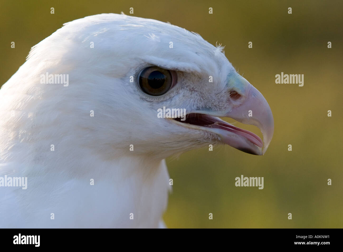 Albino Red Tailed Hawk