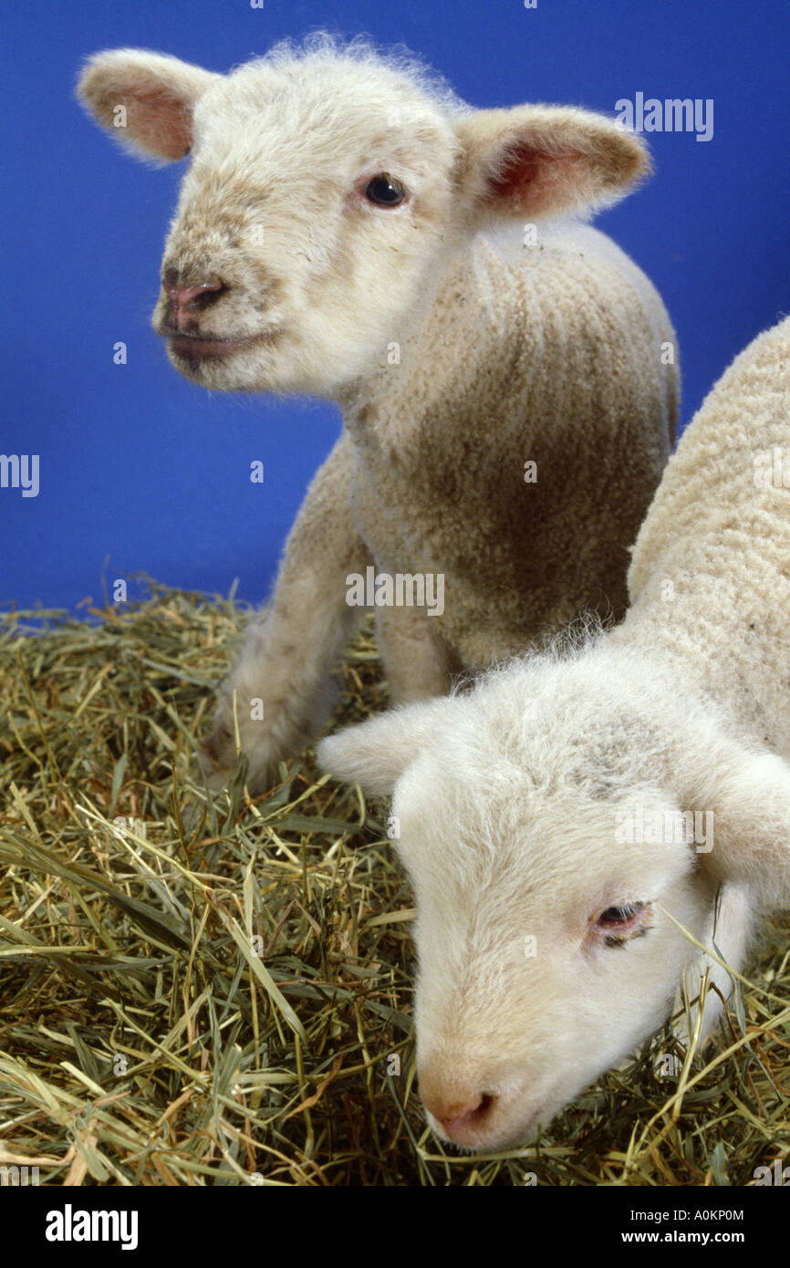 CROSSBRED LAMB STUDIO Stock Photo - Alamy