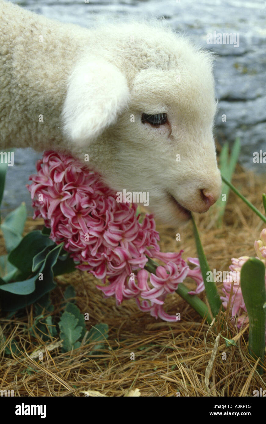 Crossbred lamb hi-res stock photography and images - Alamy