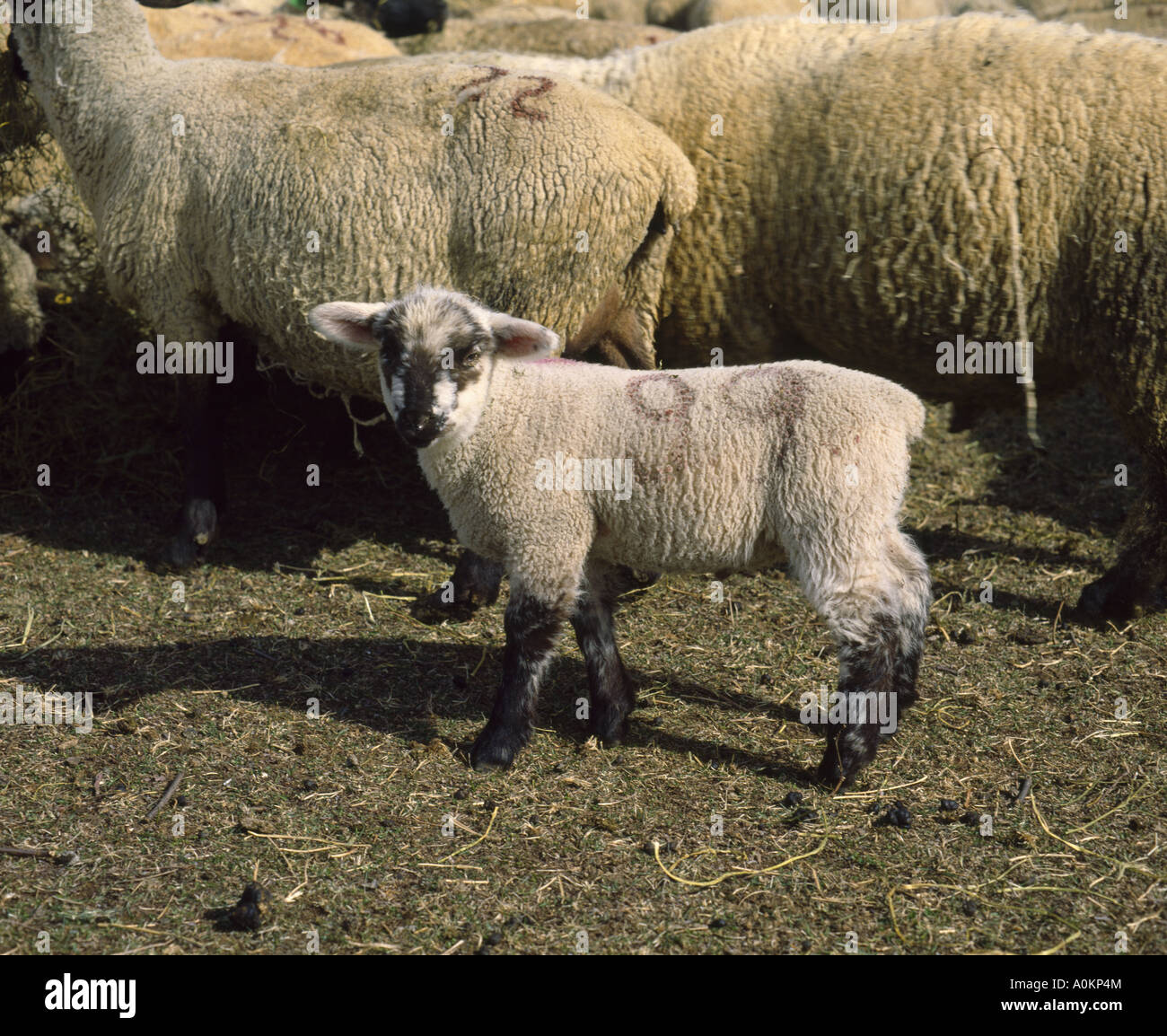 Sheep brands hi-res stock photography and images - Alamy