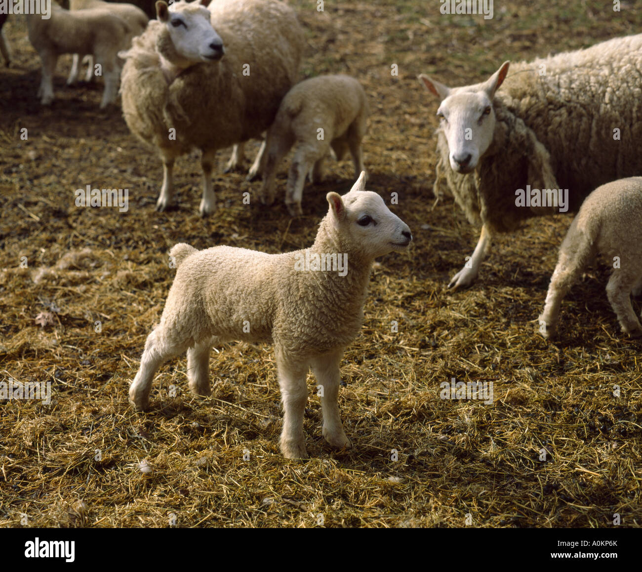 Cheviot Sheep Lamb Stock Photos & Cheviot Sheep Lamb Stock Images - Alamy