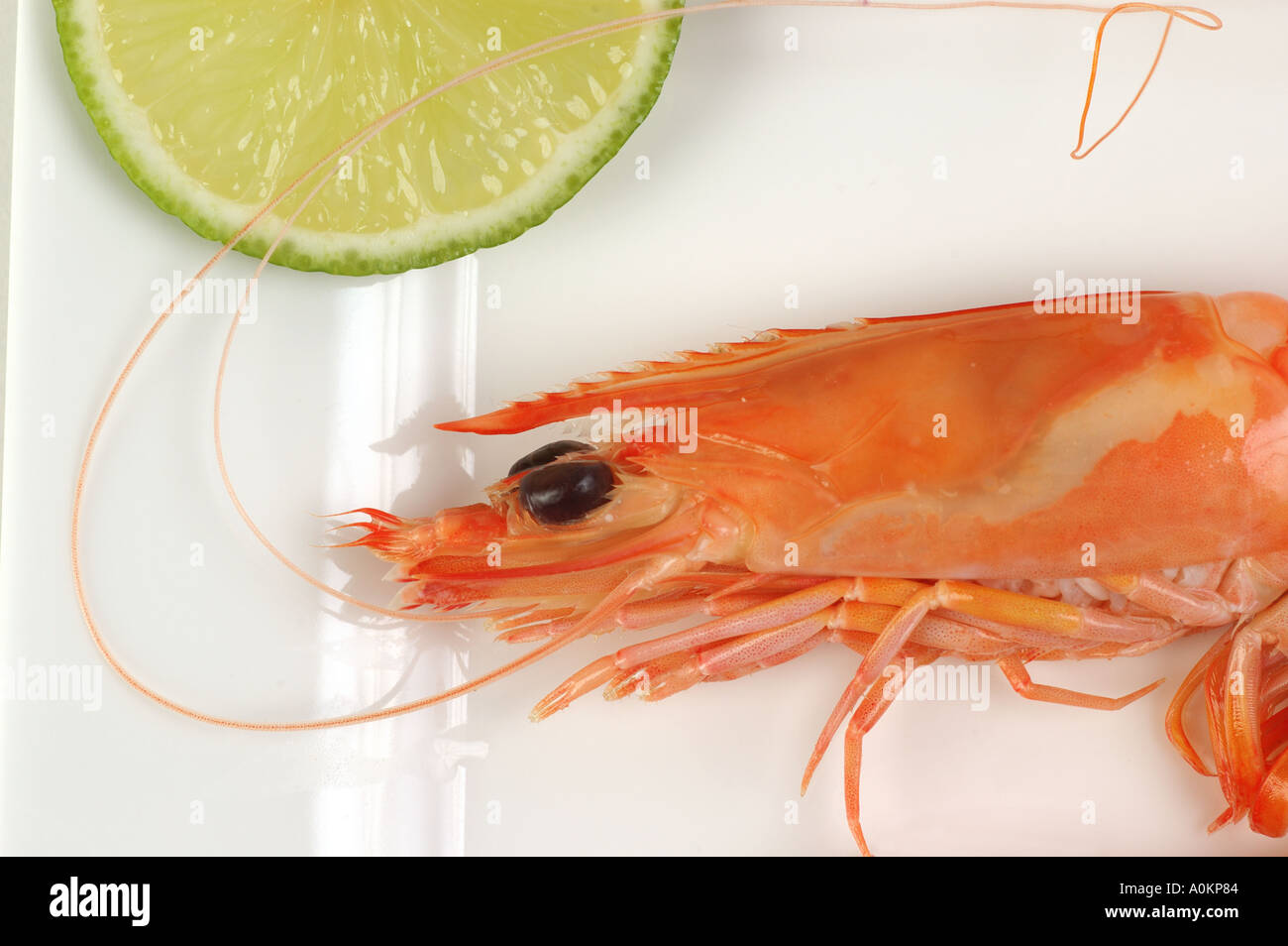 Queensland Banana Prawn on white plate dsc 9973 Stock Photo - Alamy