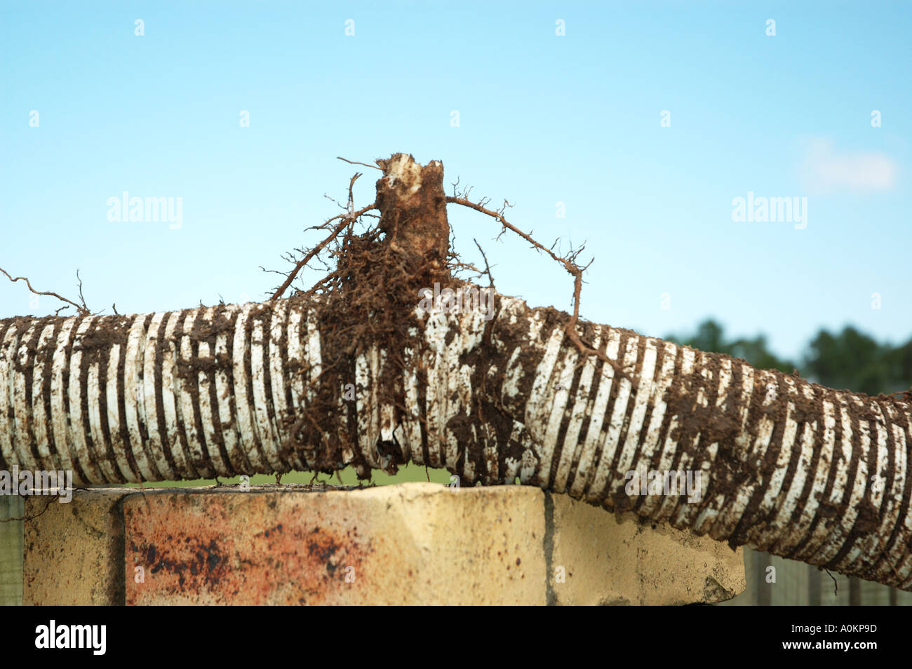 Storm Water drain pipe damaged and clogged by tree roots dsca 0012 ...