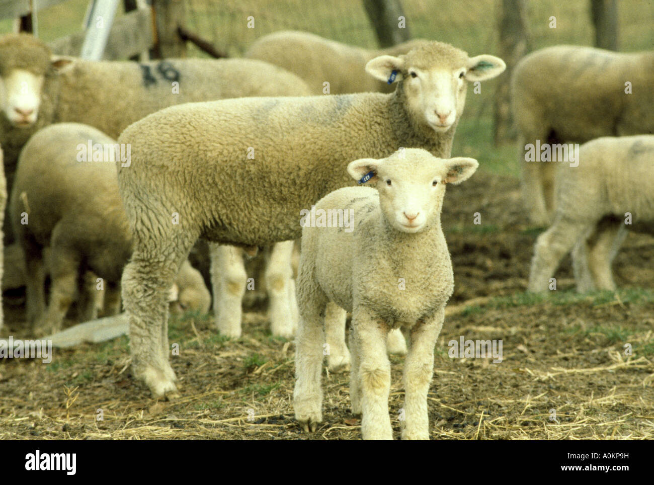 Pure bred sheep hi-res stock photography and images - Alamy