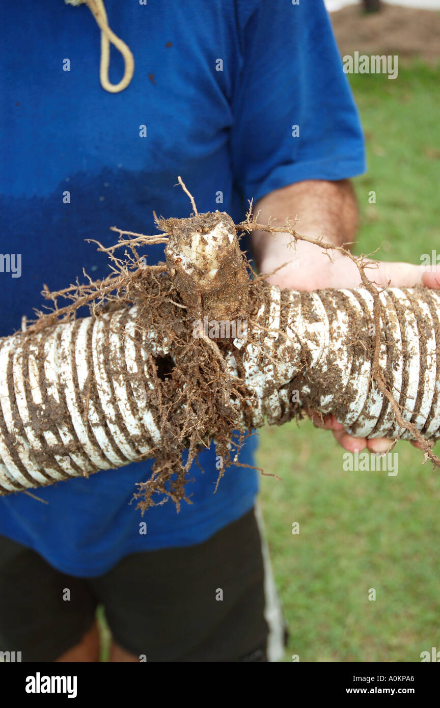 Storm Water drain pipe damaged and clogged by tree roots dsca 0019 ...