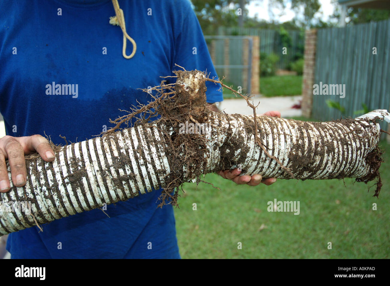 Storm Water drain pipe damaged and clogged by tree roots dsca 0024 ...