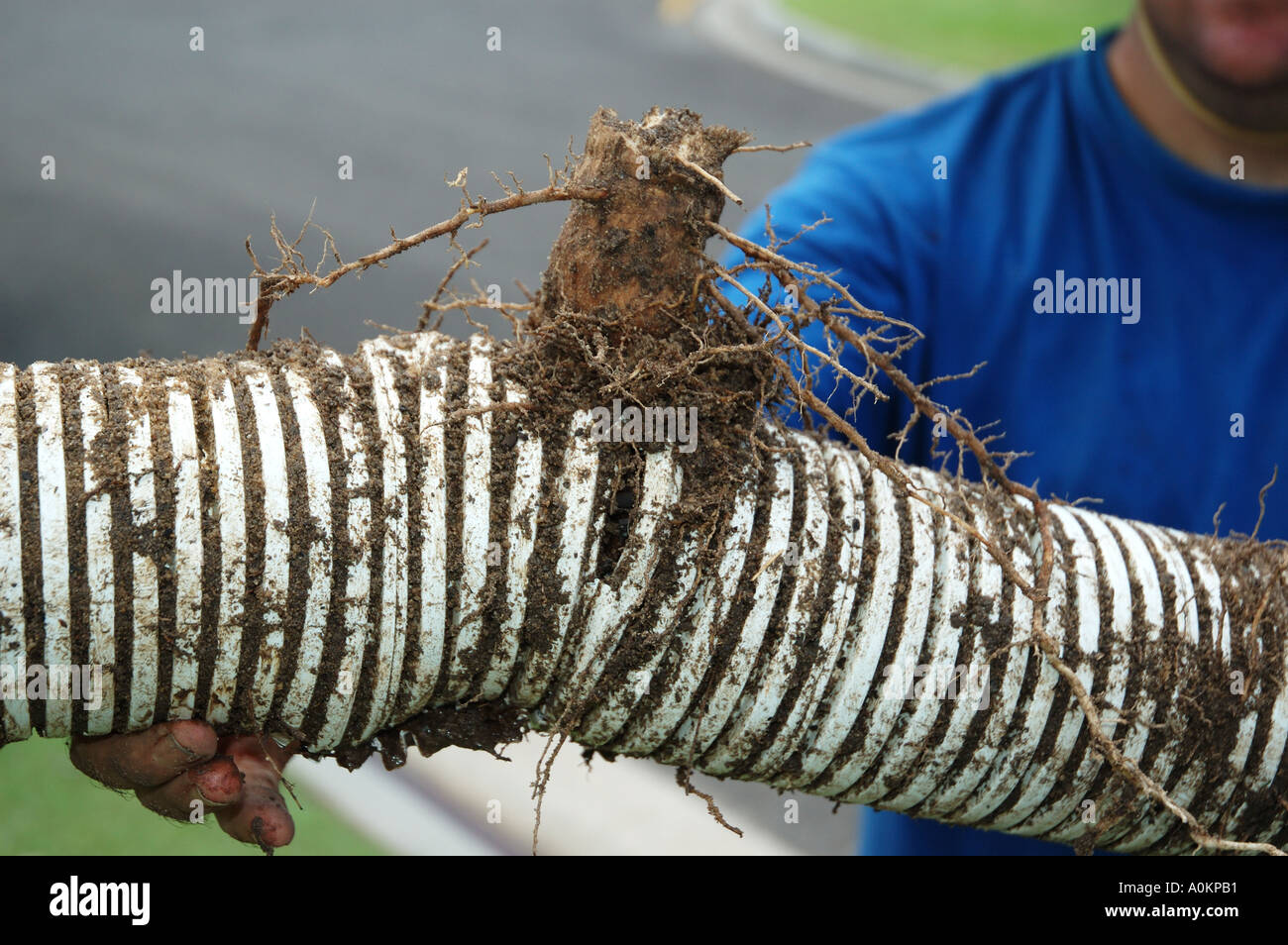 Storm Water drain pipe damaged and clogged by tree roots dsca 0029 ...