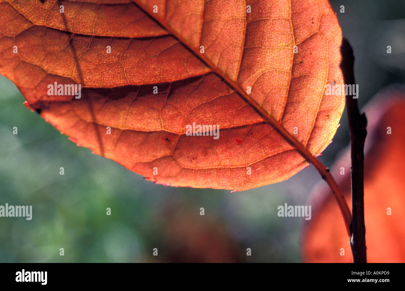 backlit speckled alder leaf with veins showing in fall colours Stock ...