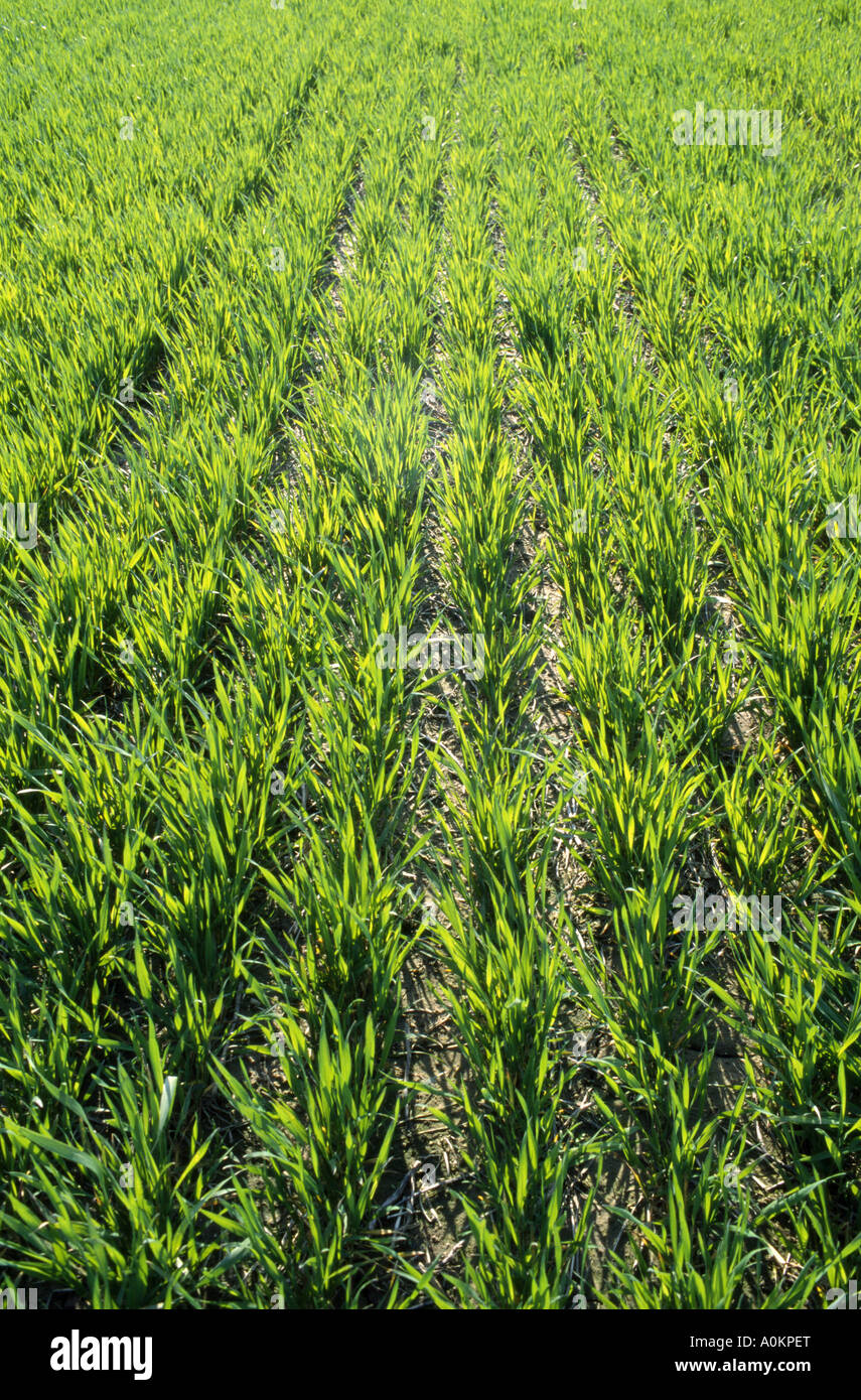 WINTER WHEAT DRILLED INTO MINIMUM TILLAGE EARLY STAGE SOUTHERN ILLINOIS ...