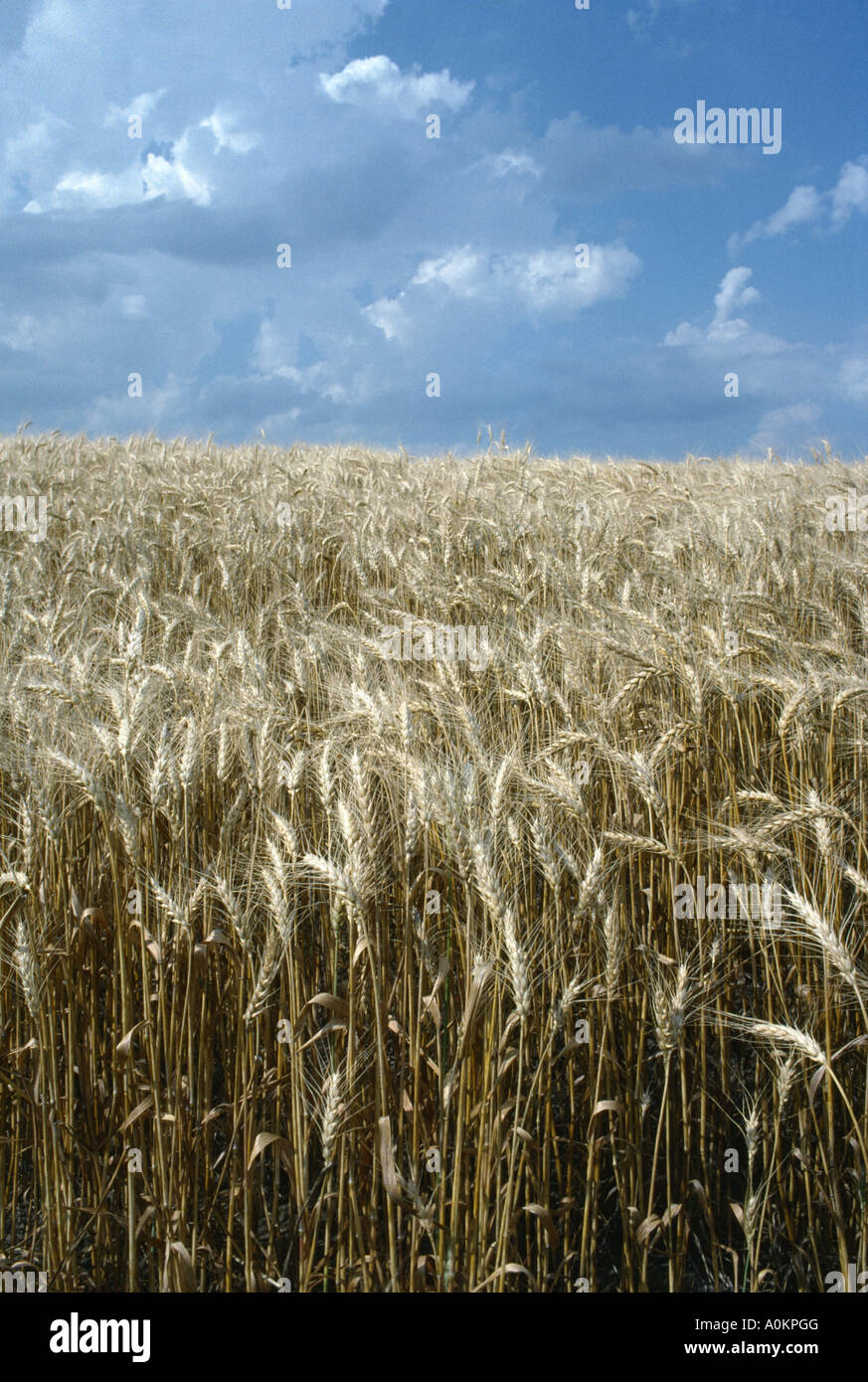 Wheat shafts hi-res stock photography and images - Alamy