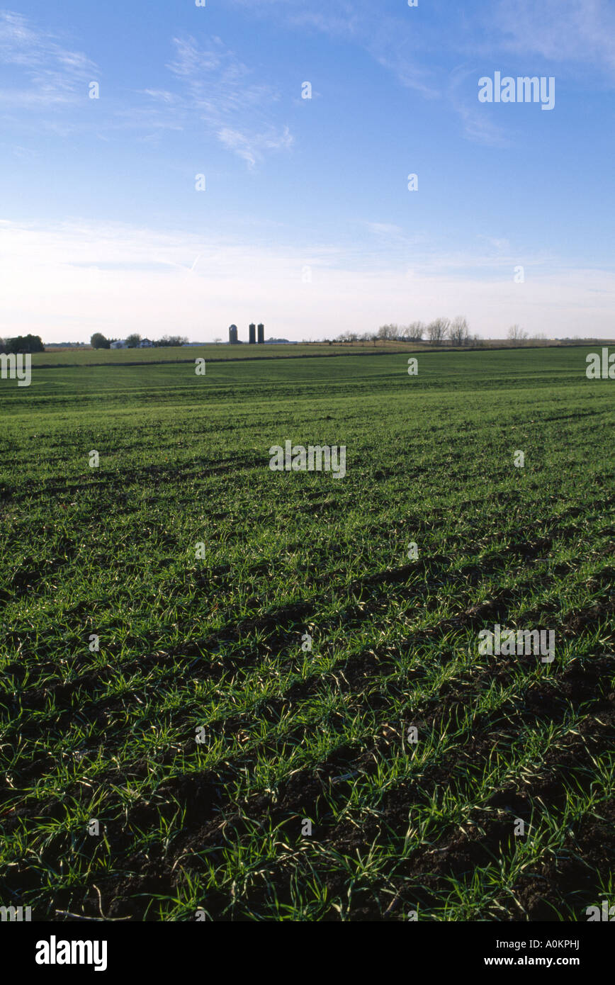 WINTER WHEAT KANSAS Stock Photo - Alamy