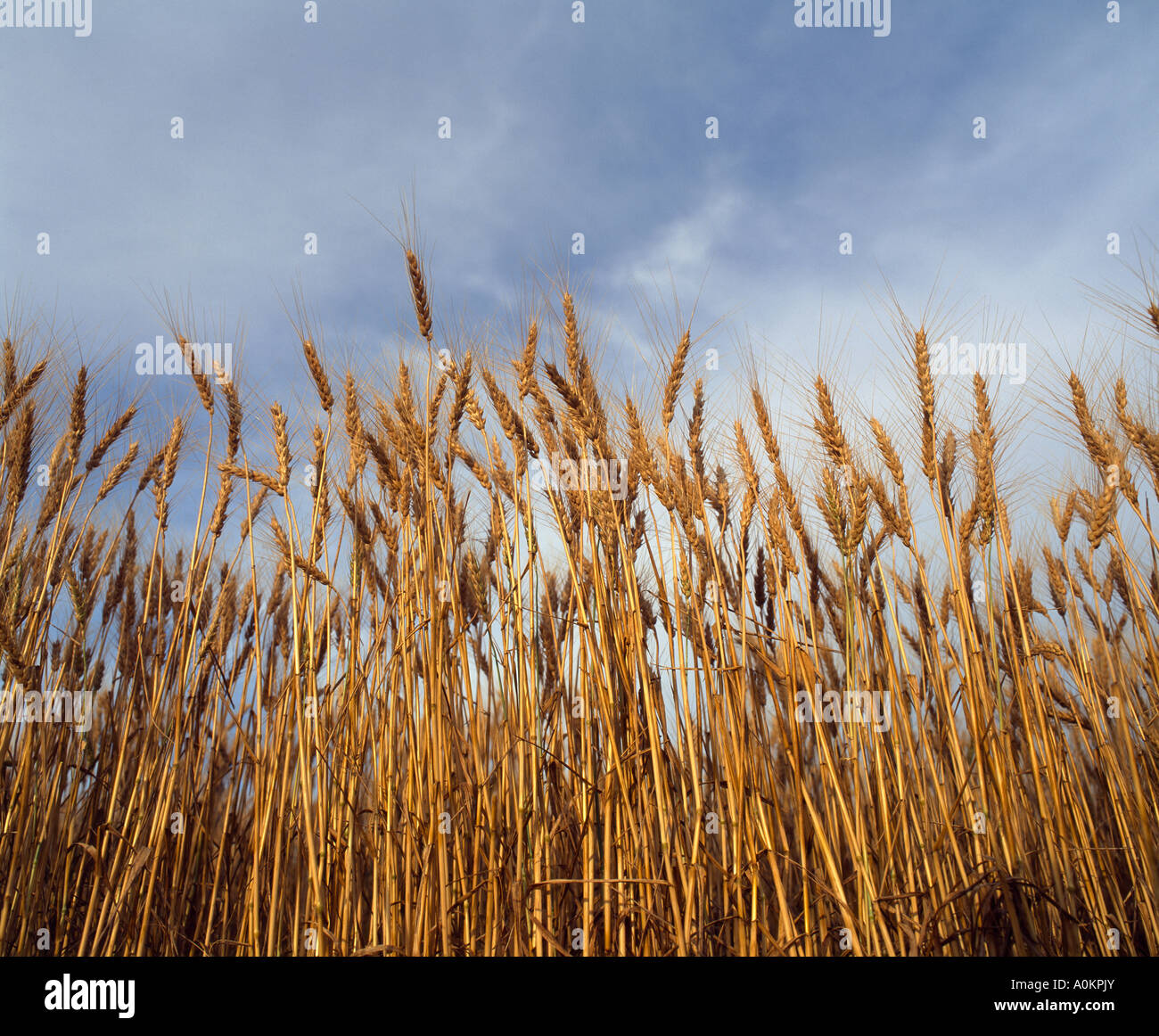 HARVEST READY WHEAT COLORADO Stock Photo - Alamy