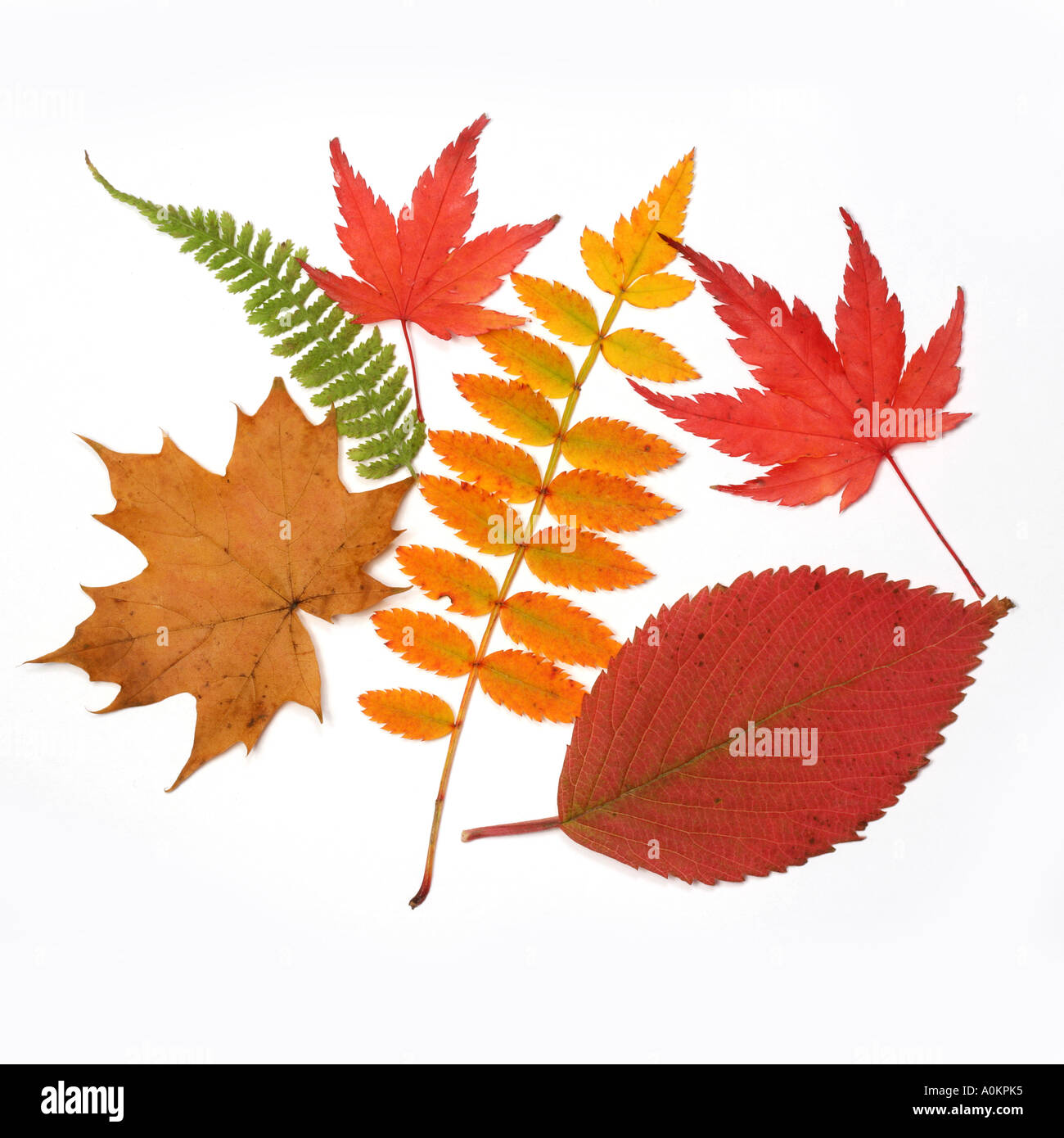 Square format collage image of various colourful autumn leaves set ...