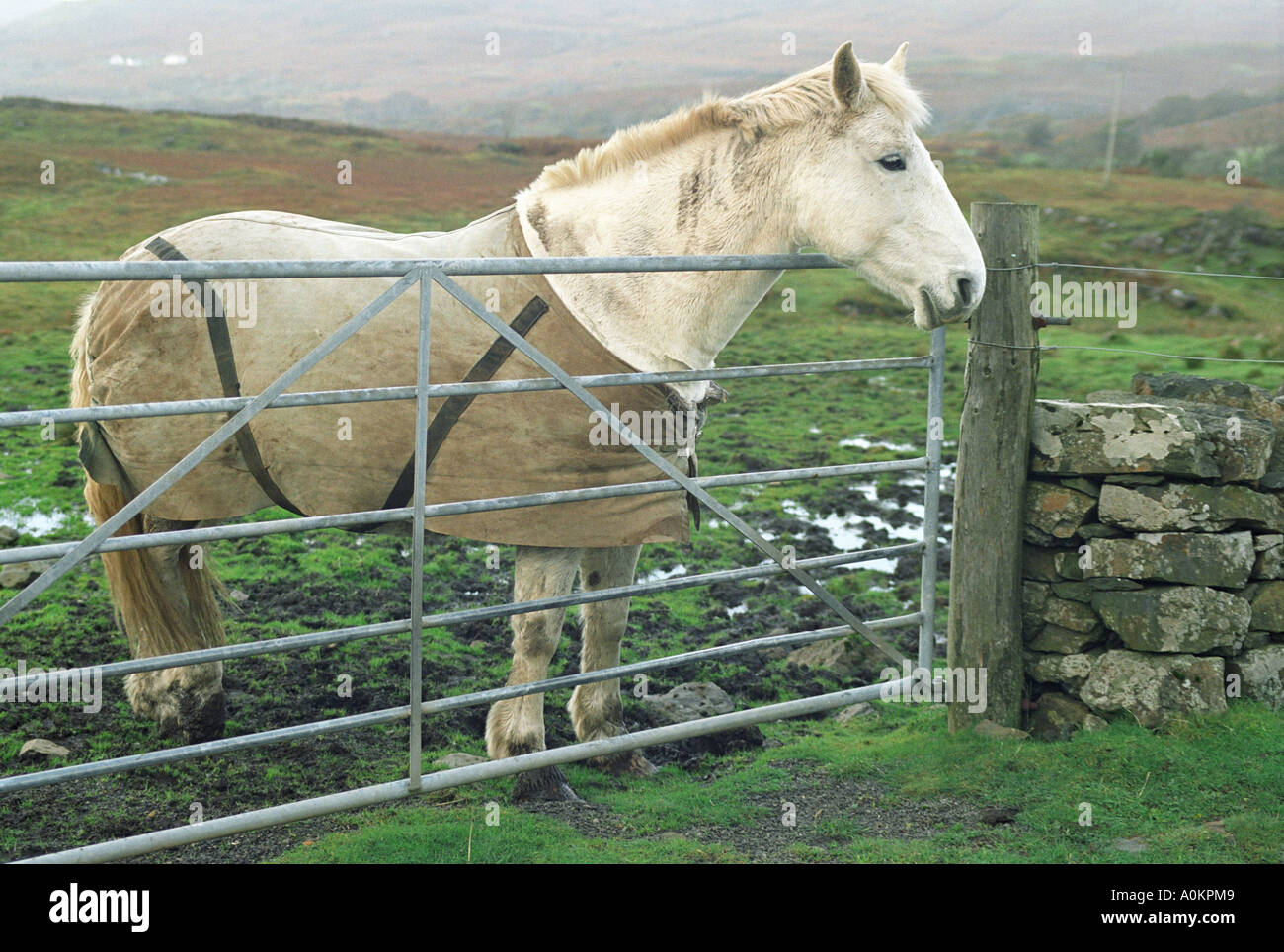 White horse at a Scottish farm gate prepared for winter Isle Of Mull ...